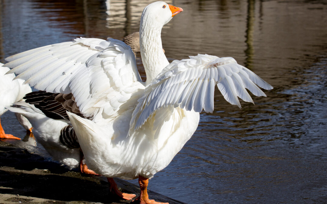 What’s Good for the Goose: Federal Circuit Applies Arthrex to Inter ...